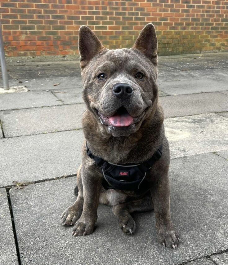 French Bulldog Mixes: A Guide To 32 Adorable Crossbreeds