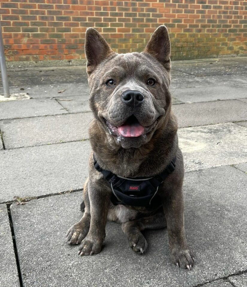 French Bulldog Mixes: A Guide To 32 Adorable Crossbreeds