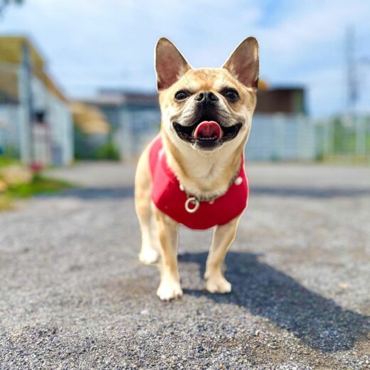 French Bulldog Mixes: A Guide To 32 Adorable Frenchie Variants
