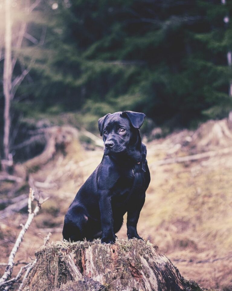 French Bulldog Mixes: A Guide To 32 Adorable Crossbreeds