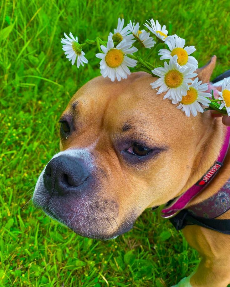 French Bulldog Mixes: A Guide To 32 Adorable Crossbreeds