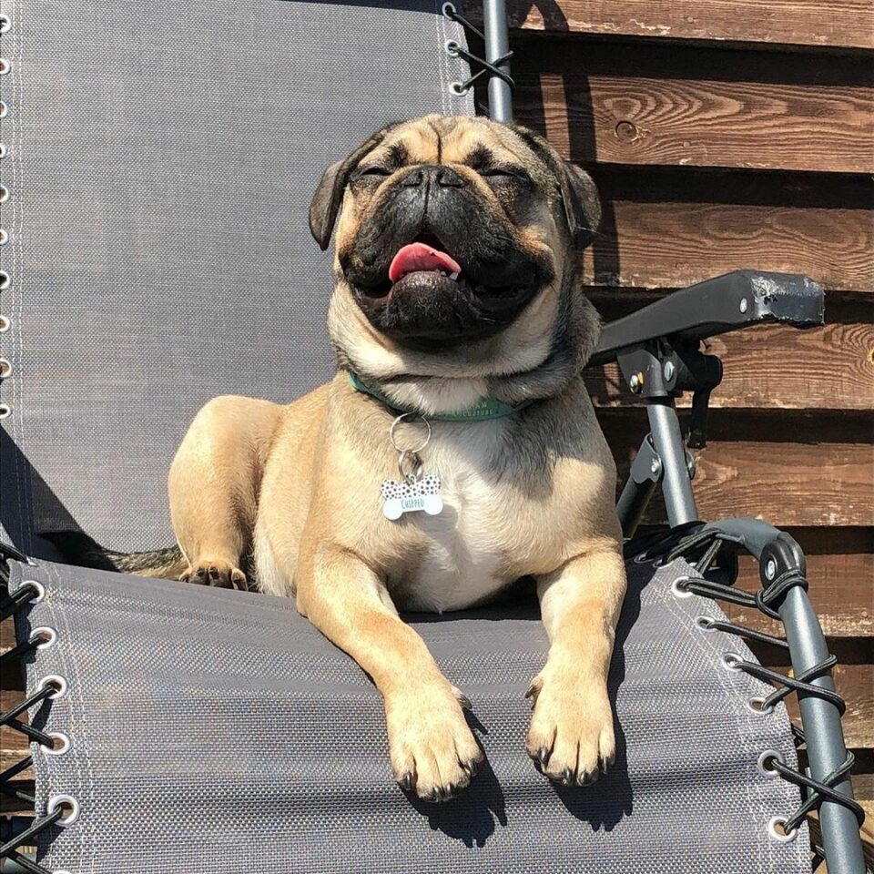 French Bulldog Mixes: A Guide To 32 Adorable Crossbreeds