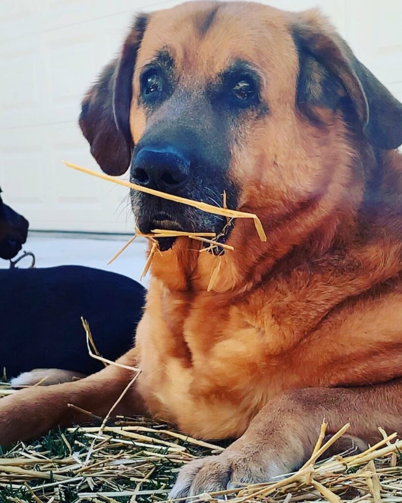 Top 8 Adorable Bloodhound Mixes: Choose Your Bloodhound Mixed Breed