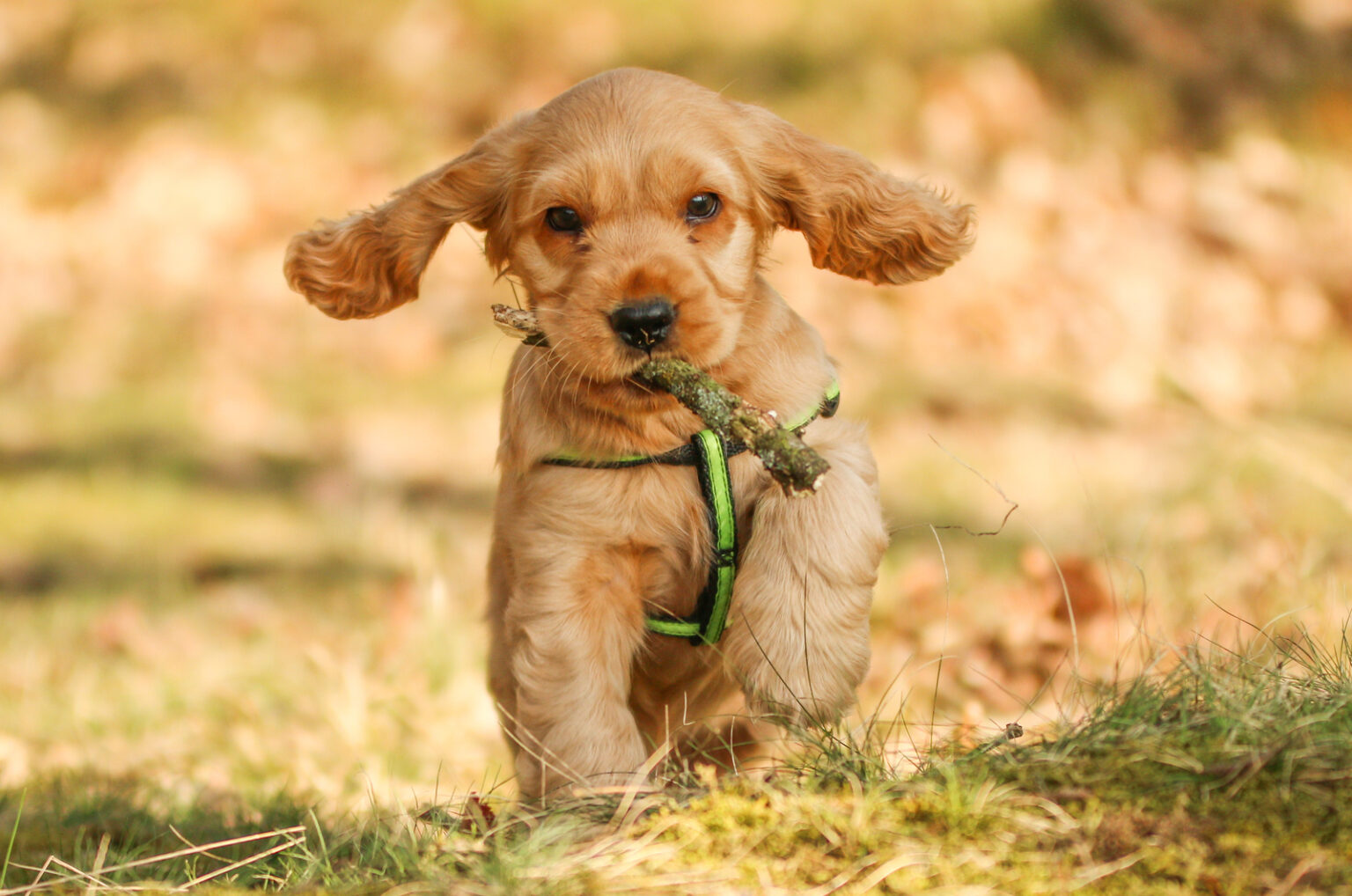 7 Reputable Cocker Spaniel Breeders In The UK