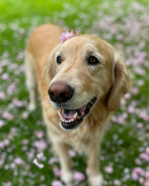 Top 8 Adorable Bloodhound Mixes: Choose Your Bloodhound Mixed Breed