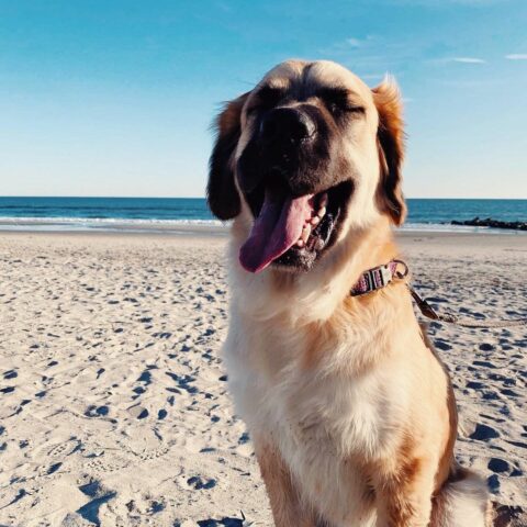 Meet 23 Saint Bernard Mixes: A List Of Heavenly Good Boys