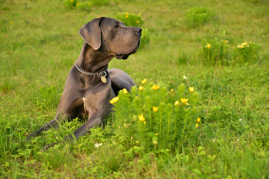 List Of 6 Reputable And Trustworthy Great Dane Breeders In The UK