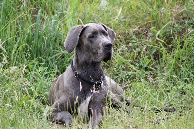 List Of 6 Reputable And Trustworthy Great Dane Breeders In The UK