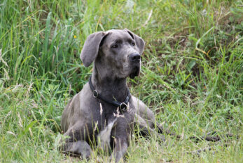 Top 6 Great Dane Breeders In Ontario