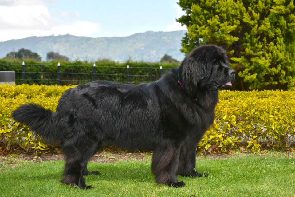 Newfoundland Breeders In Ontario: Top 5 Picks
