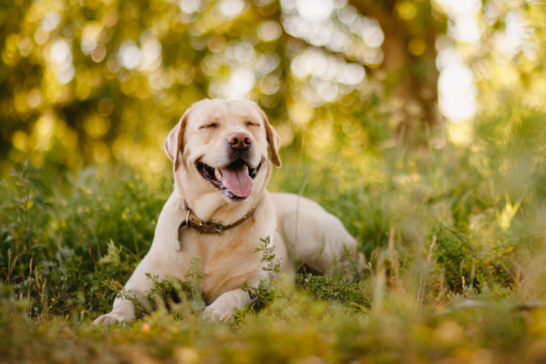 10 Trustworthy Labrador Breeders In Ontario