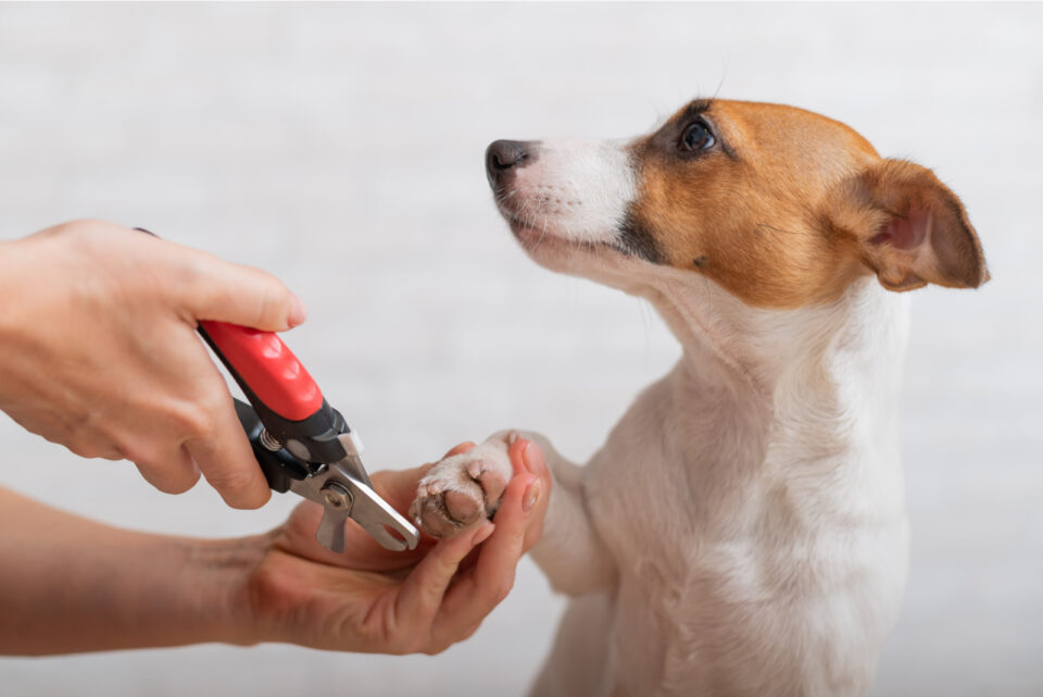 How To Sedate A Dog For Nail Clipping: 6 Useful Tips