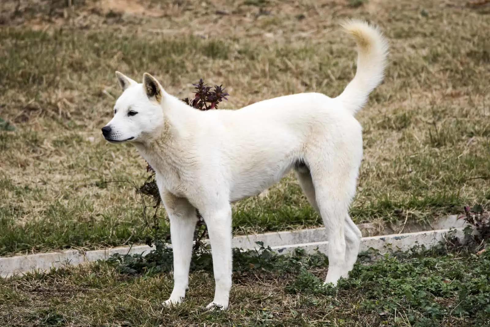 Jindo Breeders: Top 3 Places To Find A New Pet in the U.S.