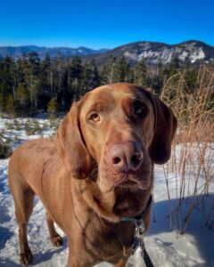 Top 8 Adorable Bloodhound Mixes: Choose Your Bloodhound Mixed Breed