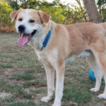 Akita Mixes: 43 Enchanting Hybrid Dogs