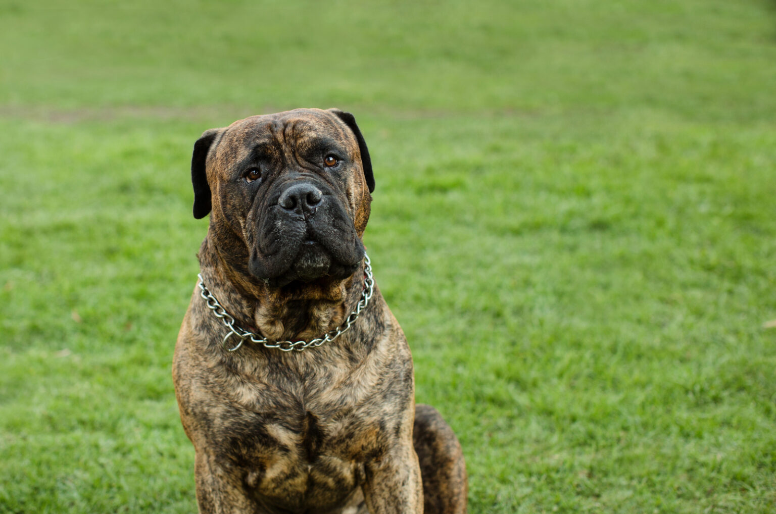 The 5 Best Mastiff Breeders In The UK