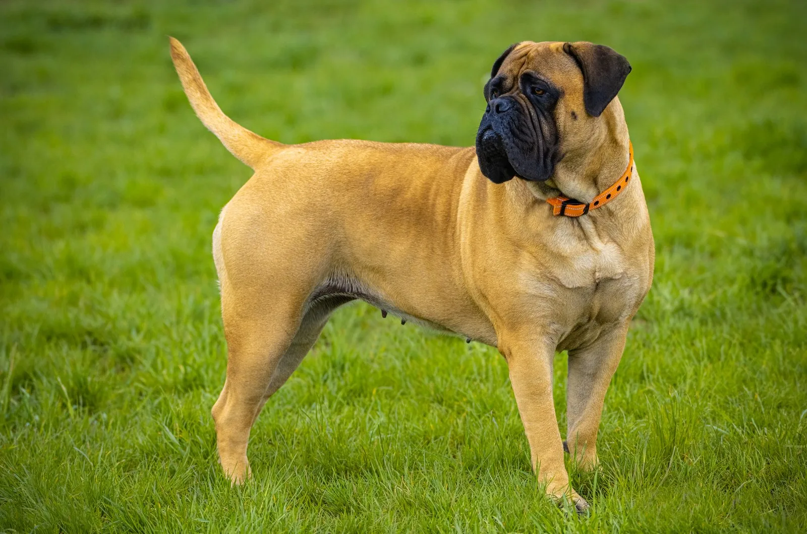 The 5 Best Mastiff Breeders In The UK