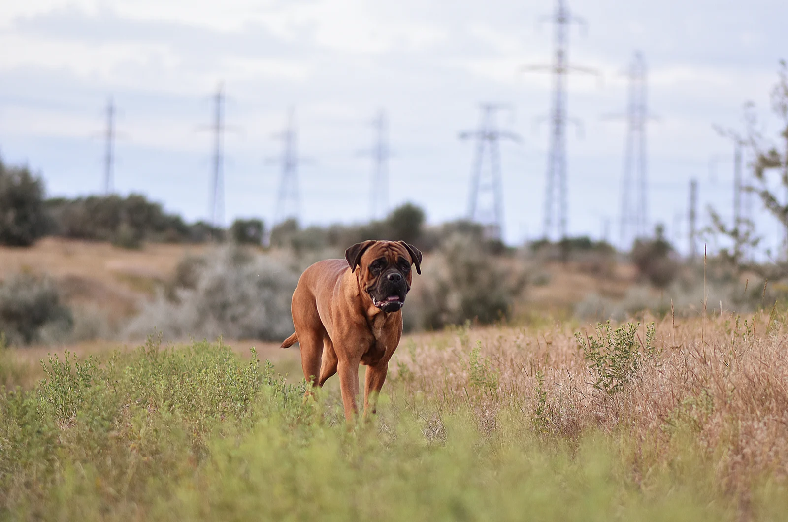 The 5 Best Mastiff Breeders In The UK