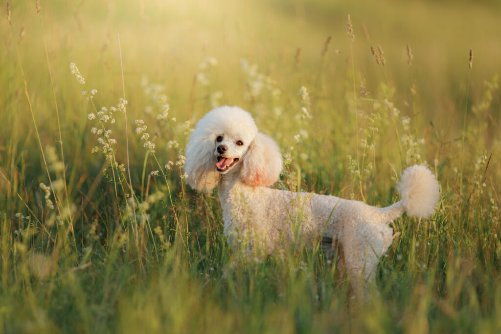 8 Best Miniature Poodle Breeders In Ontario
