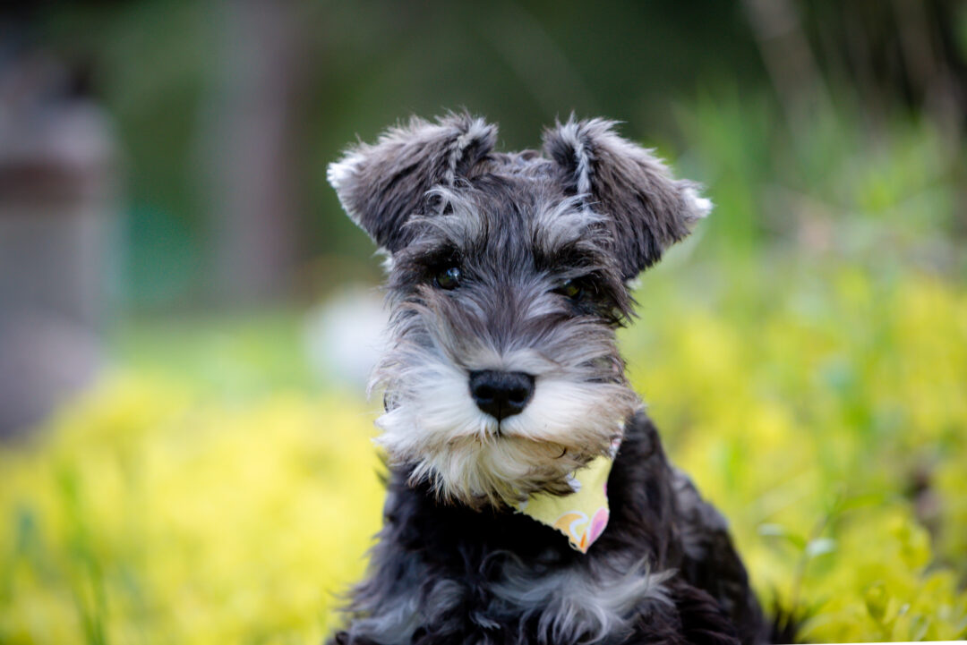 Standard Schnauzer Breeders: Top 5 Options