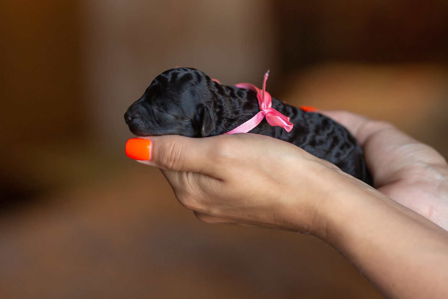 Top 9 Standard Poodle Breeders In Ontario