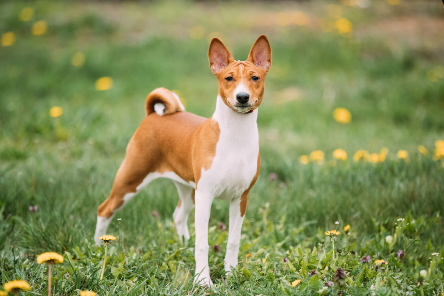 Top 12 Basenji Breeders In The U.S.