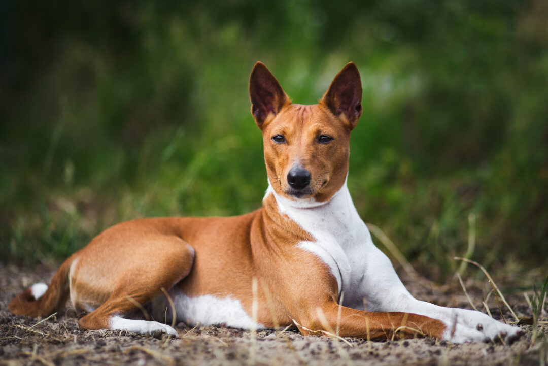 Top 12 Basenji Breeders In The U.S.