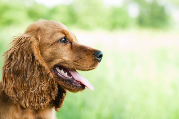 7 Reputable Cocker Spaniel Breeders In The UK