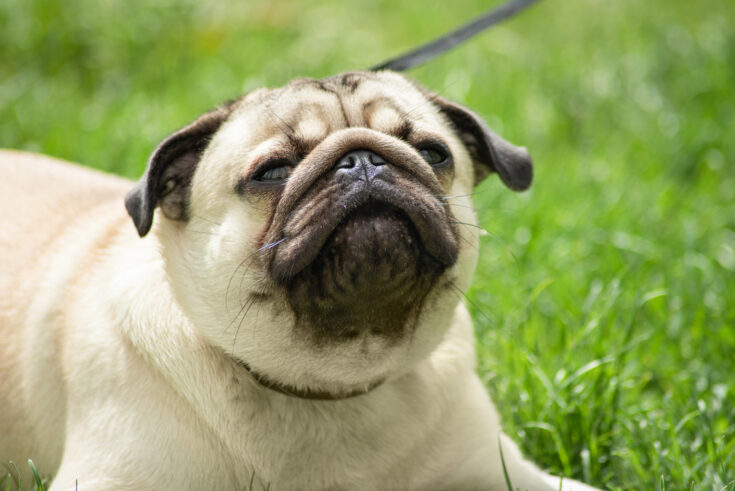 Pug Skin Problems: 8 Reasons Why Your Pet Feels Irritated