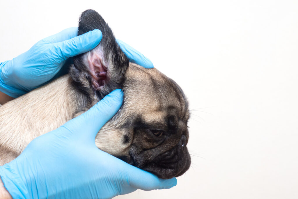 Pug Skin Problems: 8 Reasons Why Your Pet Feels Irritated