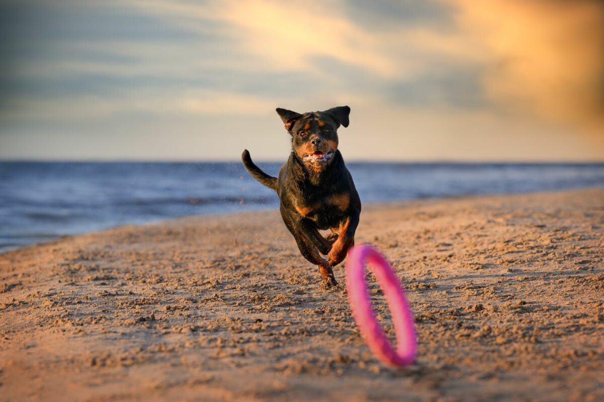 11 Best Toys For Rottweiler Dogs That They Simply Adore