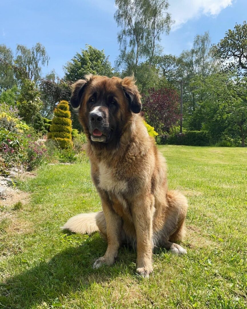 Meet 23 Saint Bernard Mixes: A List Of Heavenly Good Boys