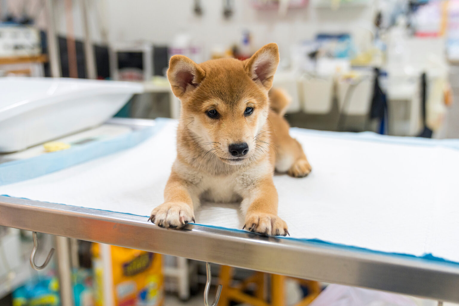 Shiba Inu Feeding Chart – What The Ideal Dog Diet Looks Like