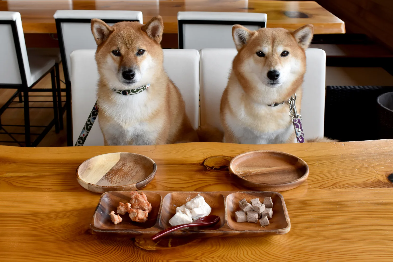 Shiba Inu Feeding Chart – What The Ideal Dog Diet Looks Like