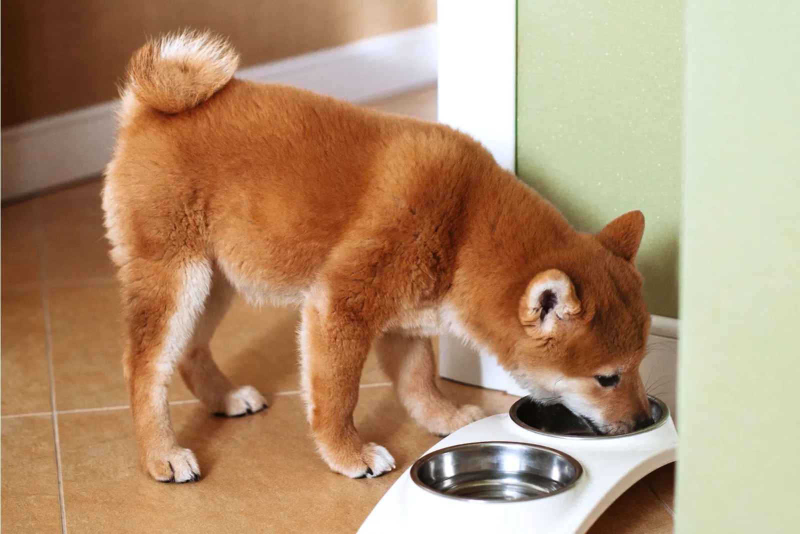 Shiba Inu Feeding Chart – What The Ideal Dog Diet Looks Like