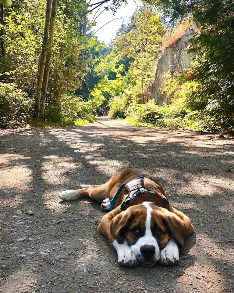 Meet 23 Saint Bernard Mixes: A List Of Heavenly Good Boys