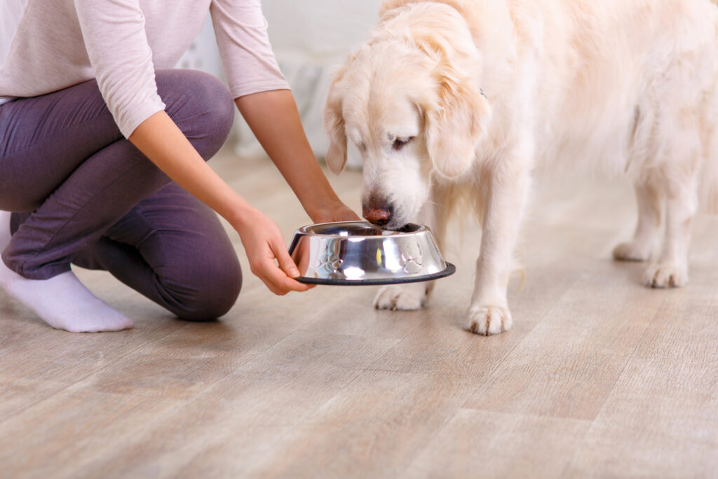 How To Make Puppy Mush + 3 Recipe Ideas To Make It Yummier