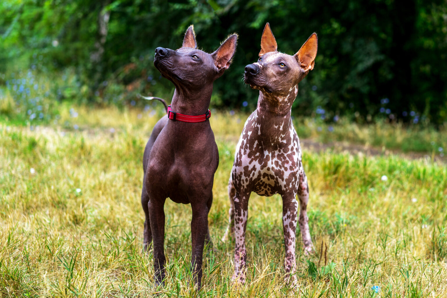 4 Xoloitzcuintli Breeders: Find The Best Unique Pet