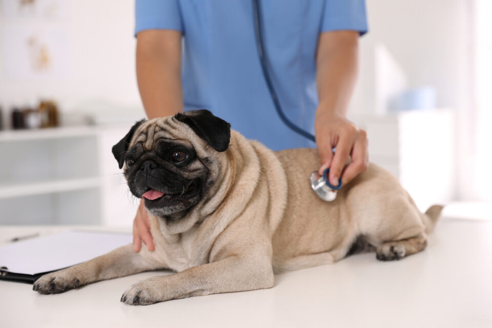 Pug Skin Problems: 8 Reasons Why Your Pet Feels Irritated