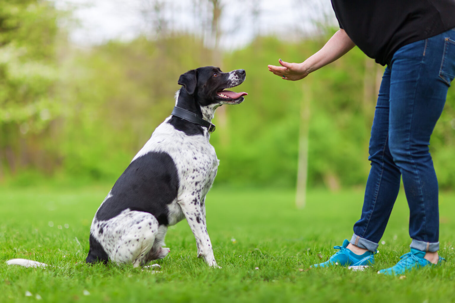 How To Show Dominance To A Dog? 17 Steps To An Alpha Leader