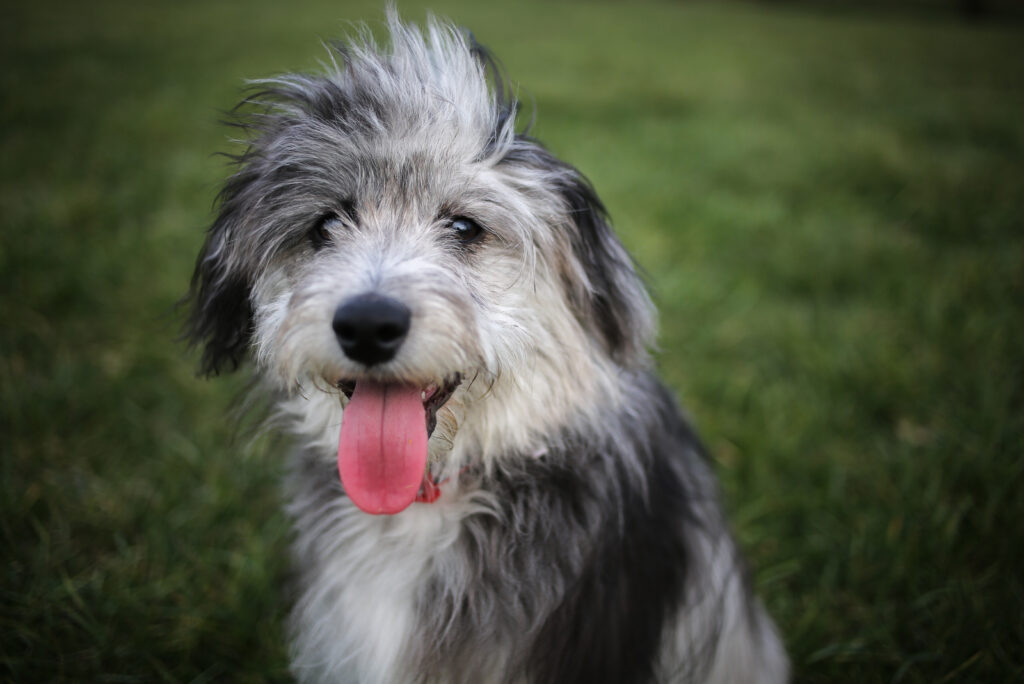 23 Australian Shepherd Mixes: Meet Cute Aussie Dog Breeds