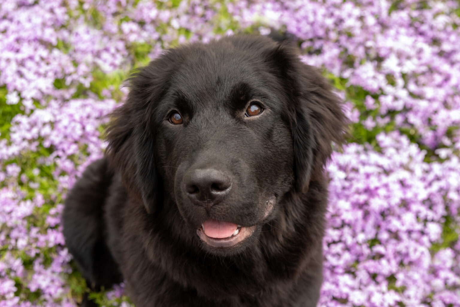 Newfoundland Breeders In Ontario: Top 5 Picks