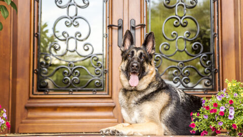 19 Big Guard Dogs: Choose Your Favorite Protector