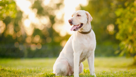 24 Best Family Dog Breeds That Will Brighten Your Life