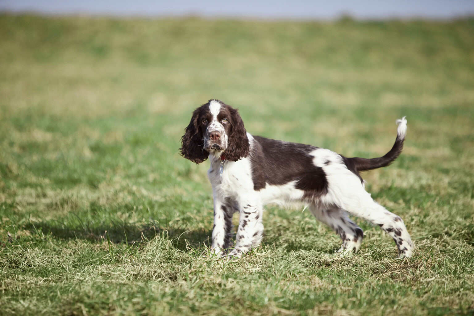 29 Springer Spaniel Mixes You Won’t Be Able To Resist