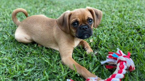 50 Pug Mixes: Cutest Crossbreeds You're Going To Love