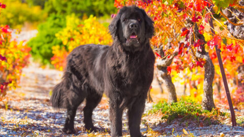 9 Newfoundland Colors With Pictures: Choose Your Favorite
