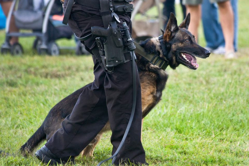 All About Military Belgian Malinois: Favorite K9 Fighter