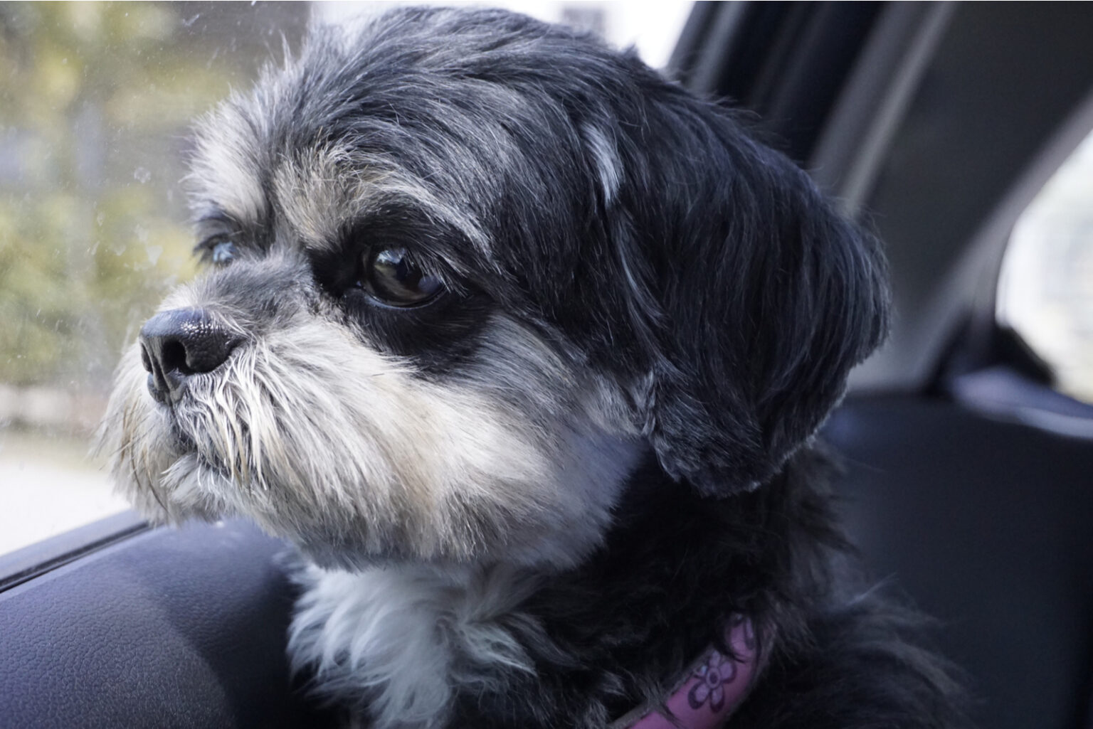 The Top 45 Shih Tzu Mixes That Make Terrific Pets