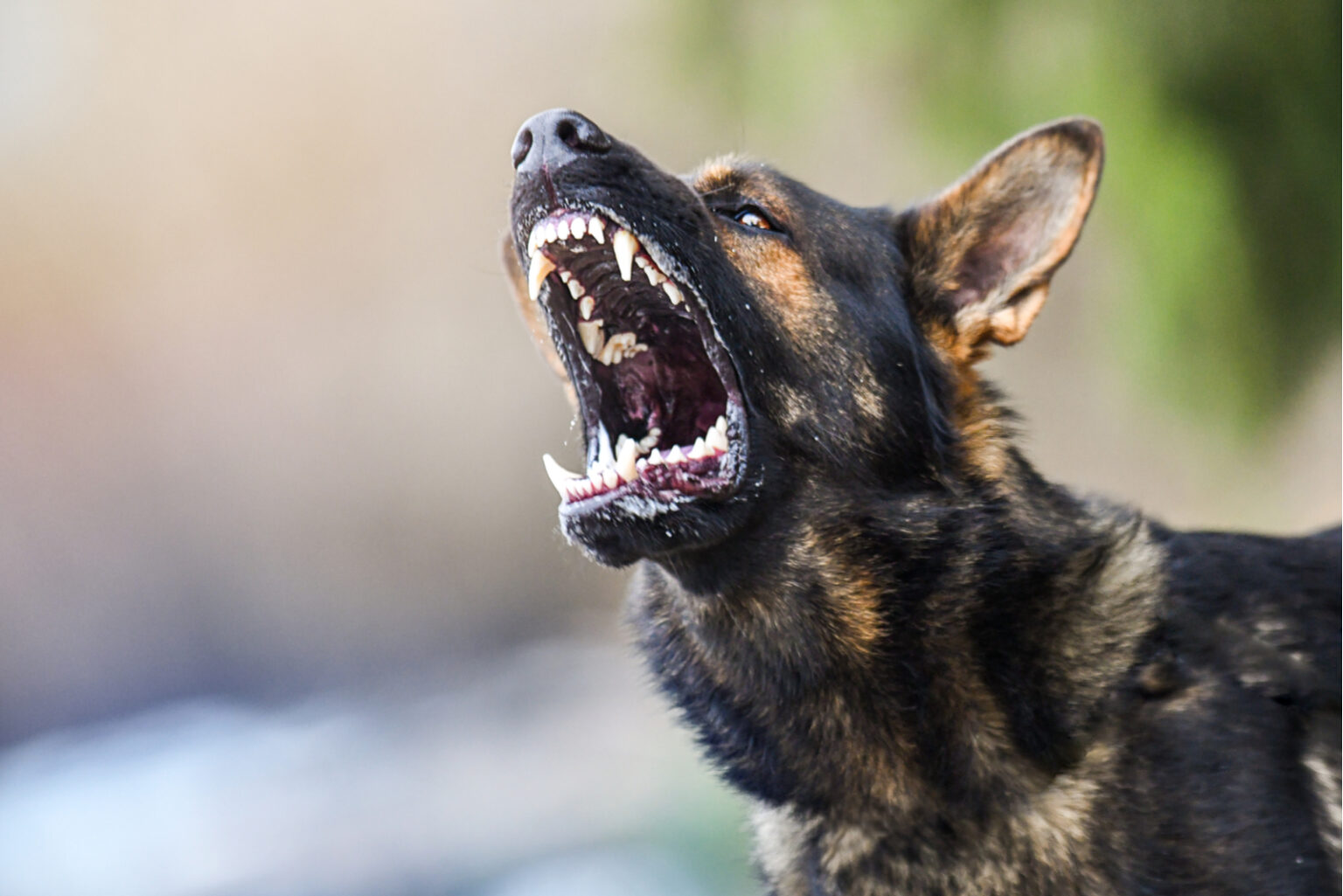 Where To Surrender An Aggressive Dog? 6 Safe Solutions